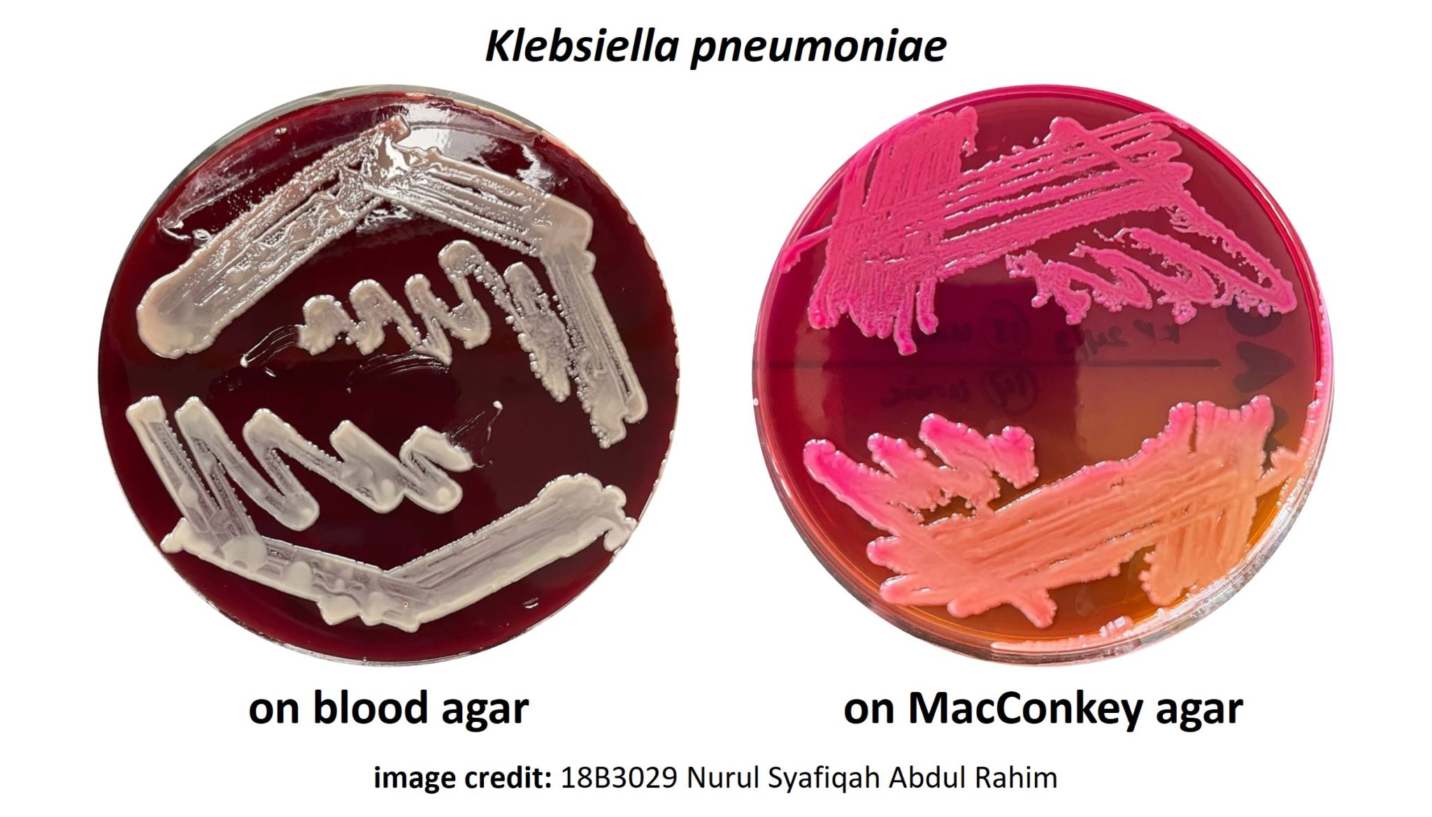 Microbiology – Facilities - UBD PAPRSB Institute of Health Sciences